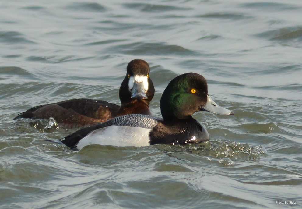 Greater Scaup | Ducks Unlimited